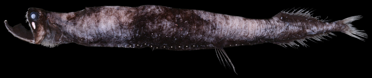 Newly find fishes 新顔の魚たち - 小枝研究室