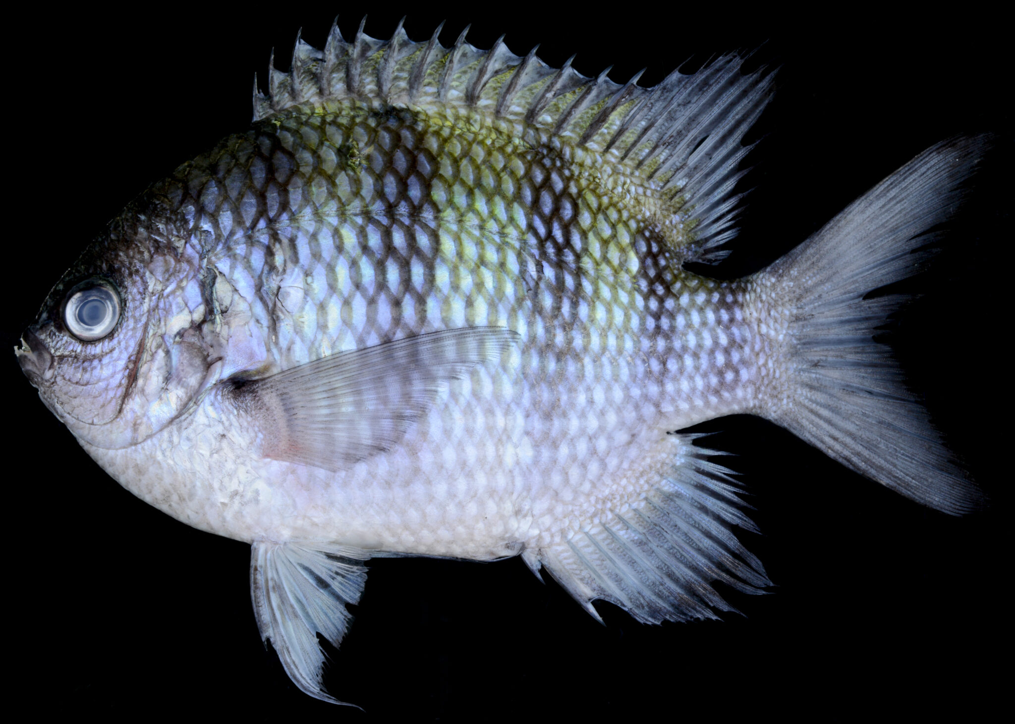 Newly find fishes 新顔の魚たち - 小枝研究室