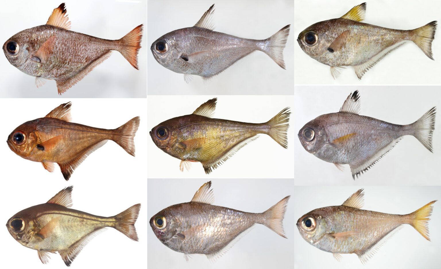 論文発表「A review of the genus Pempheris (Teleostei, Pempheridae) found in ...